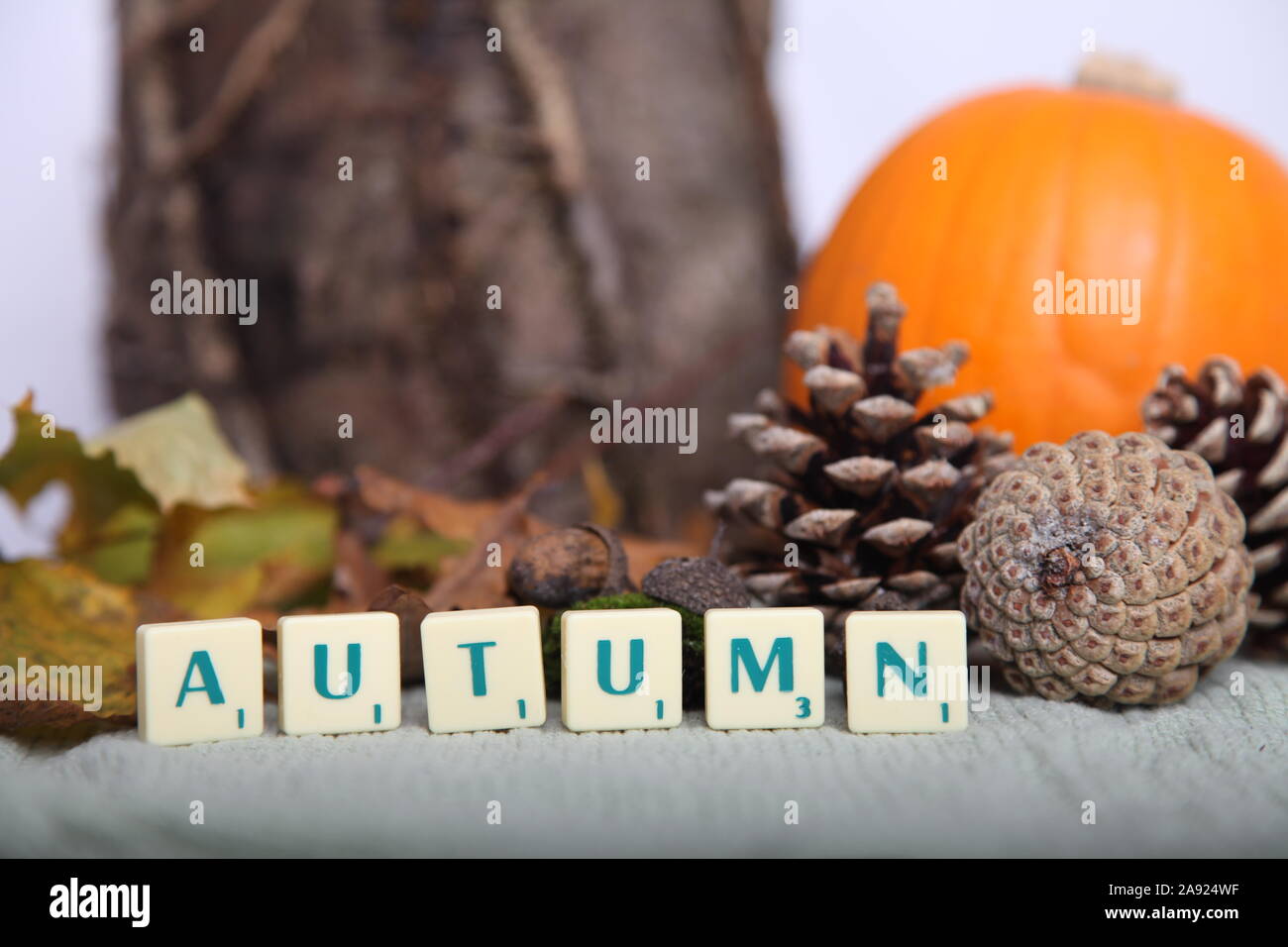 Autumn concept scene, pine cones, pumpkin, leaves, wood, Season, word ...