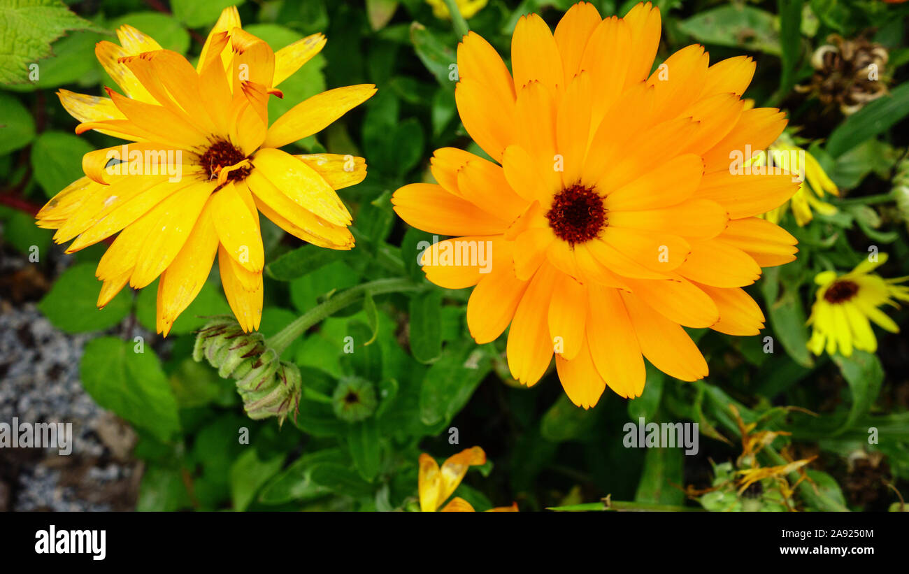 Nice yellow flowers hi-res stock photography and images - Alamy