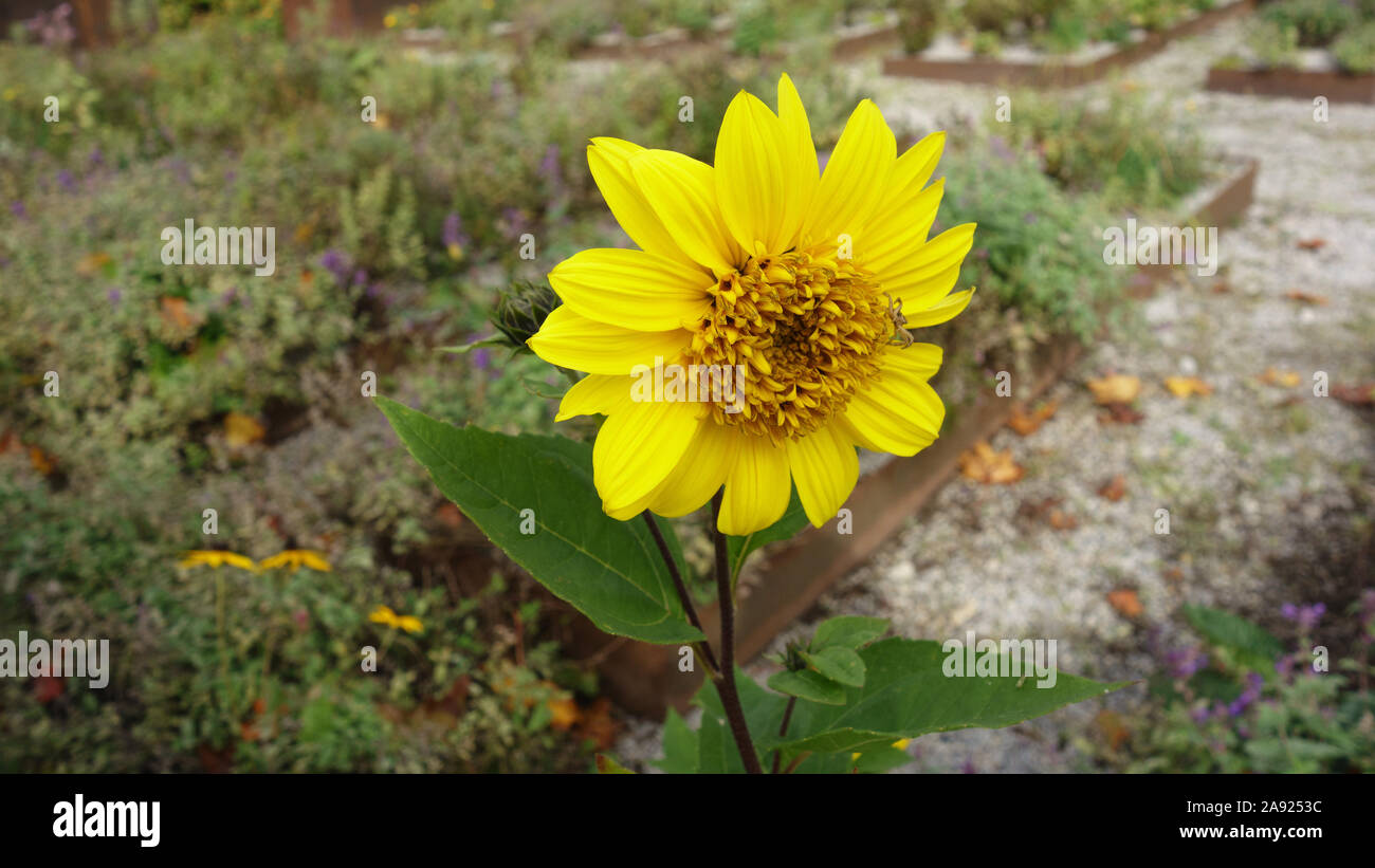 Nice yellow flowers hi-res stock photography and images - Alamy