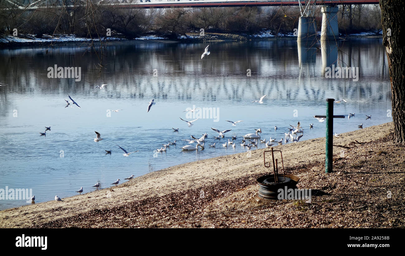 Birds in search of food! Stock Photo - Alamy