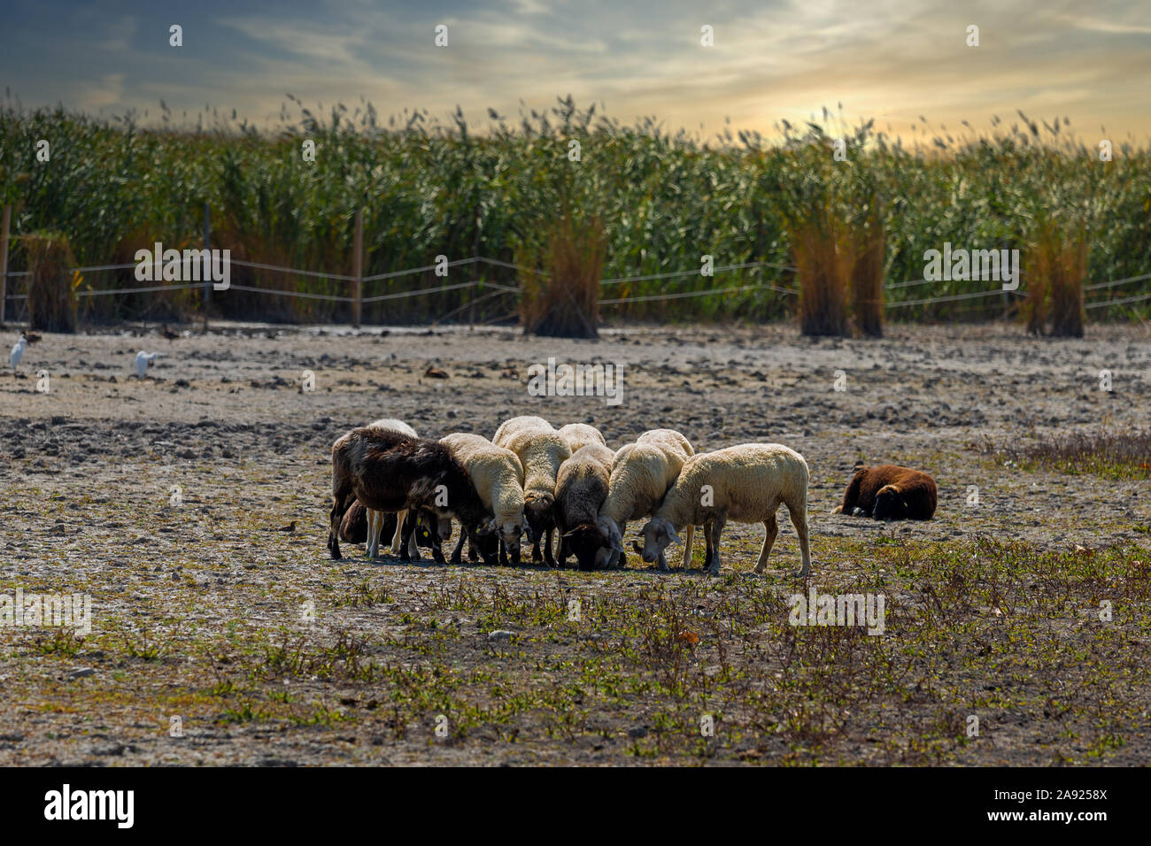 Small flock of sheep in sunset light in Austria, village Rust Stock ...