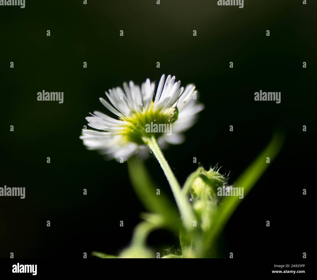 Black daisy hi-res stock photography and images - Alamy