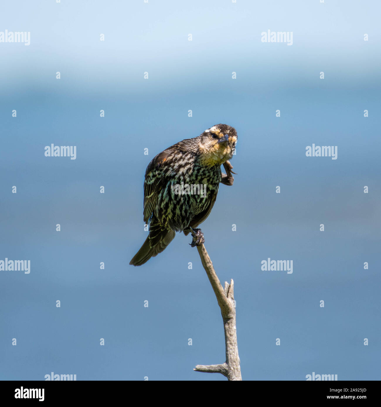 Bird scratching hi-res stock photography and images - Alamy