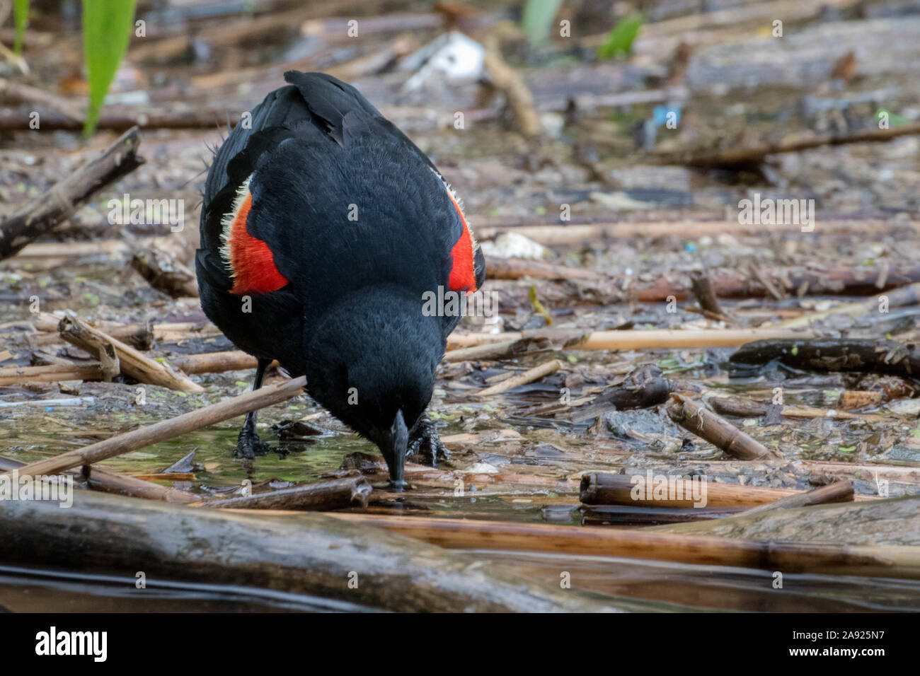 red-winged blackbird in a swamp Stock Photo - Alamy