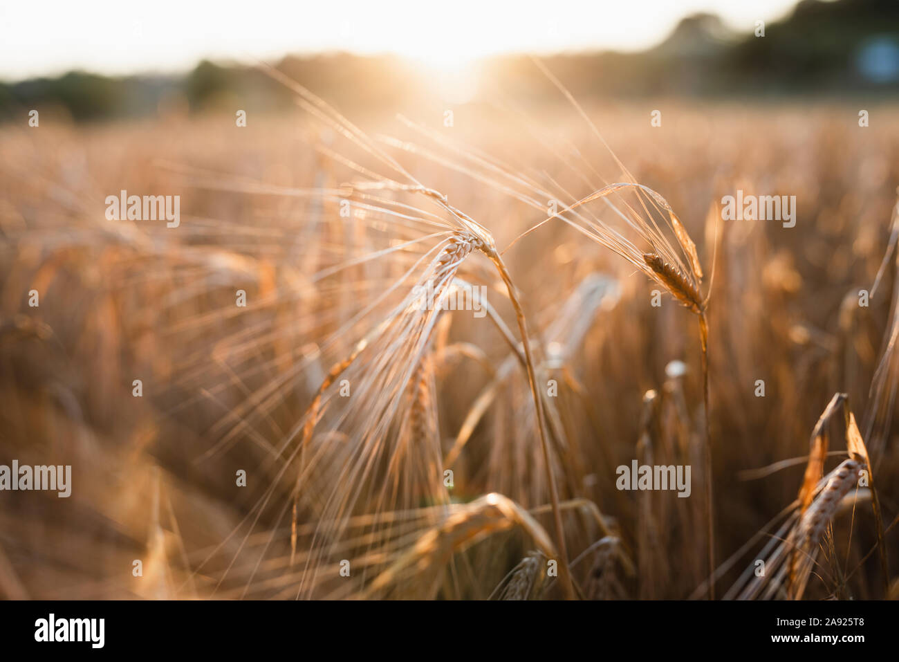 Rye on field Stock Photo - Alamy