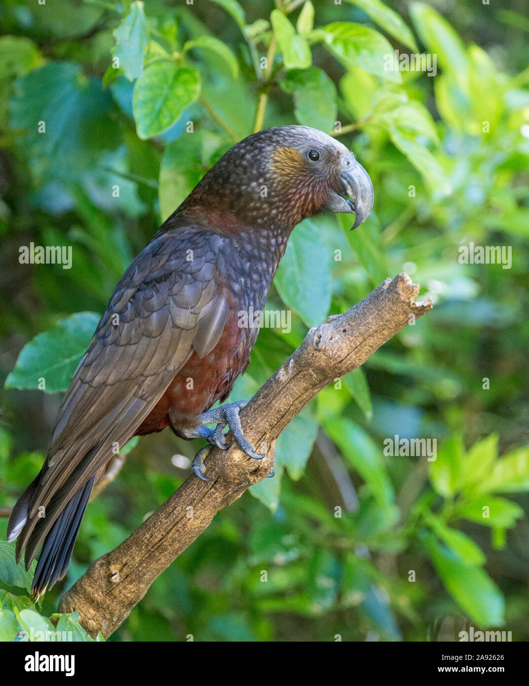 Parrot point hi-res stock photography and images - Alamy