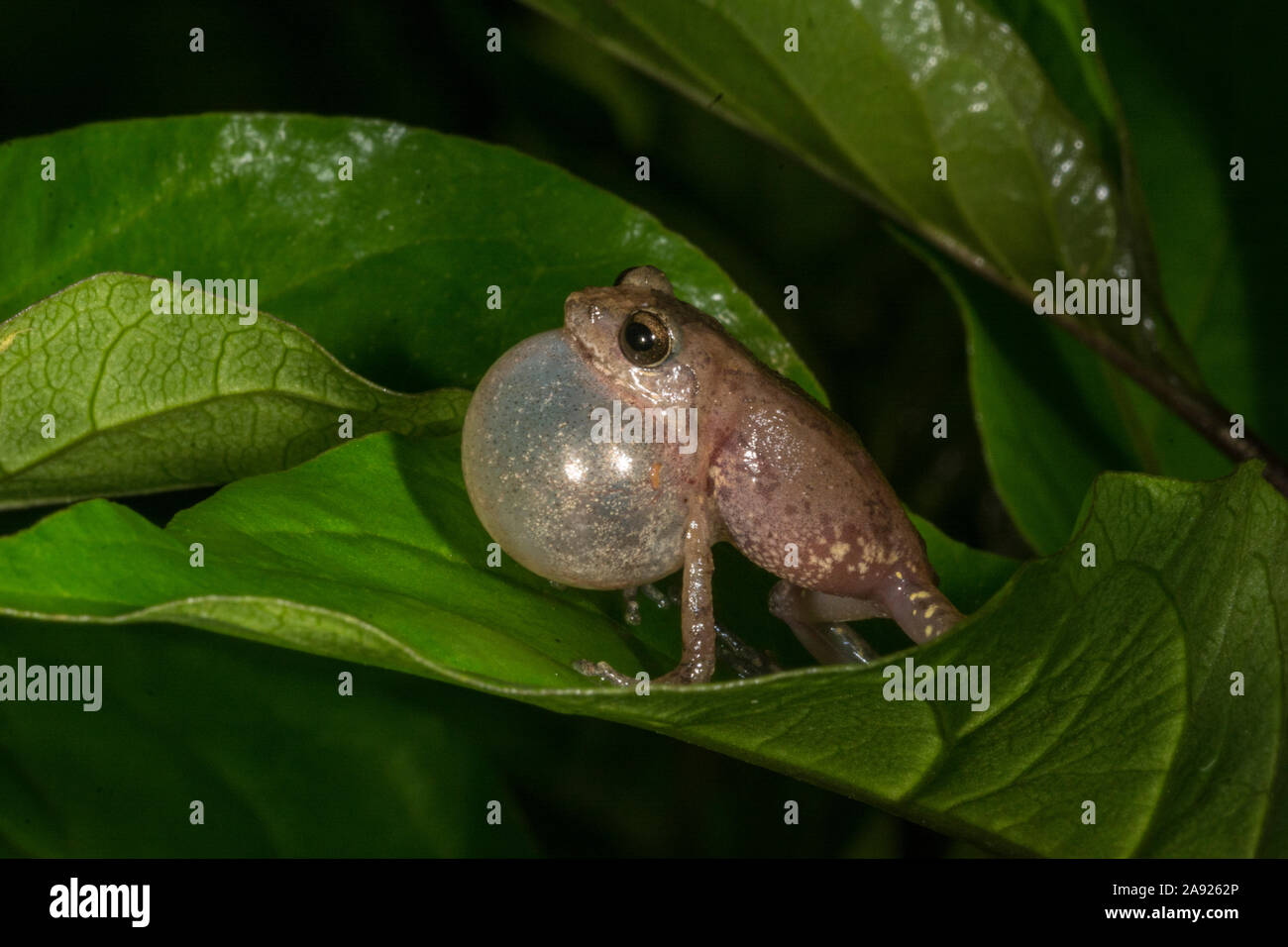 Munnar bush frog hi-res stock photography and images - Alamy