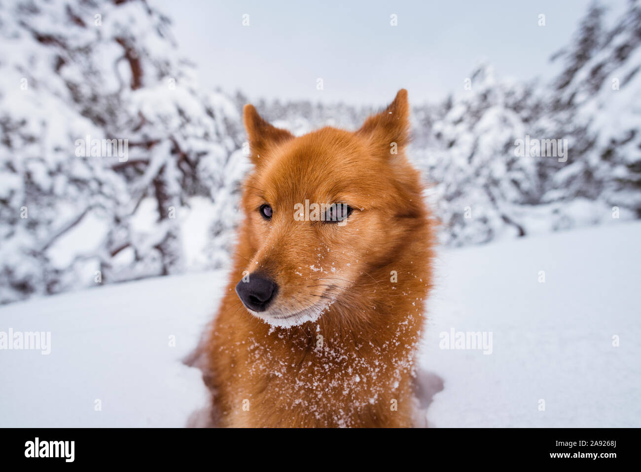 Dog looking at camera Stock Photo - Alamy