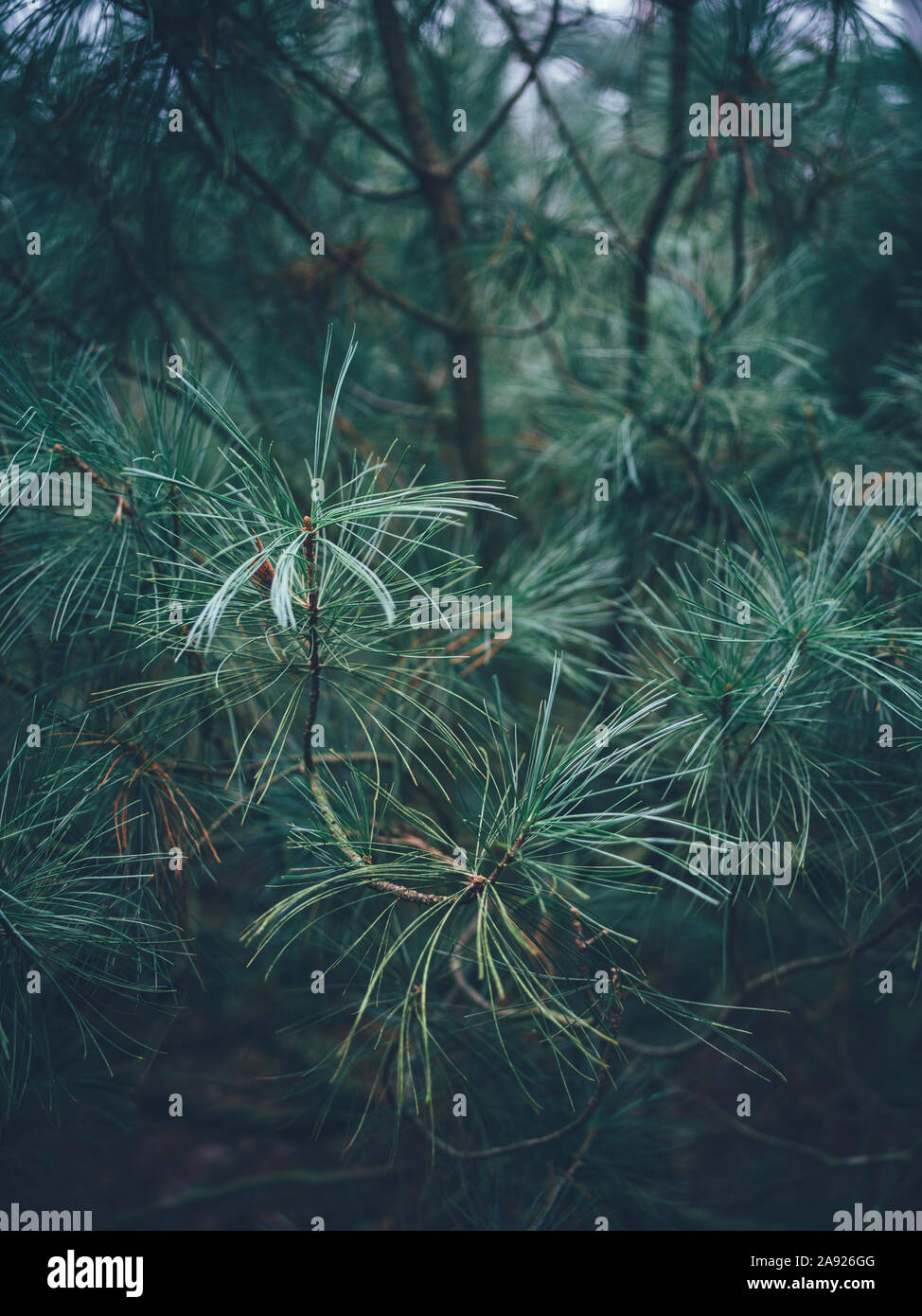Conifer twigs hi-res stock photography and images - Alamy