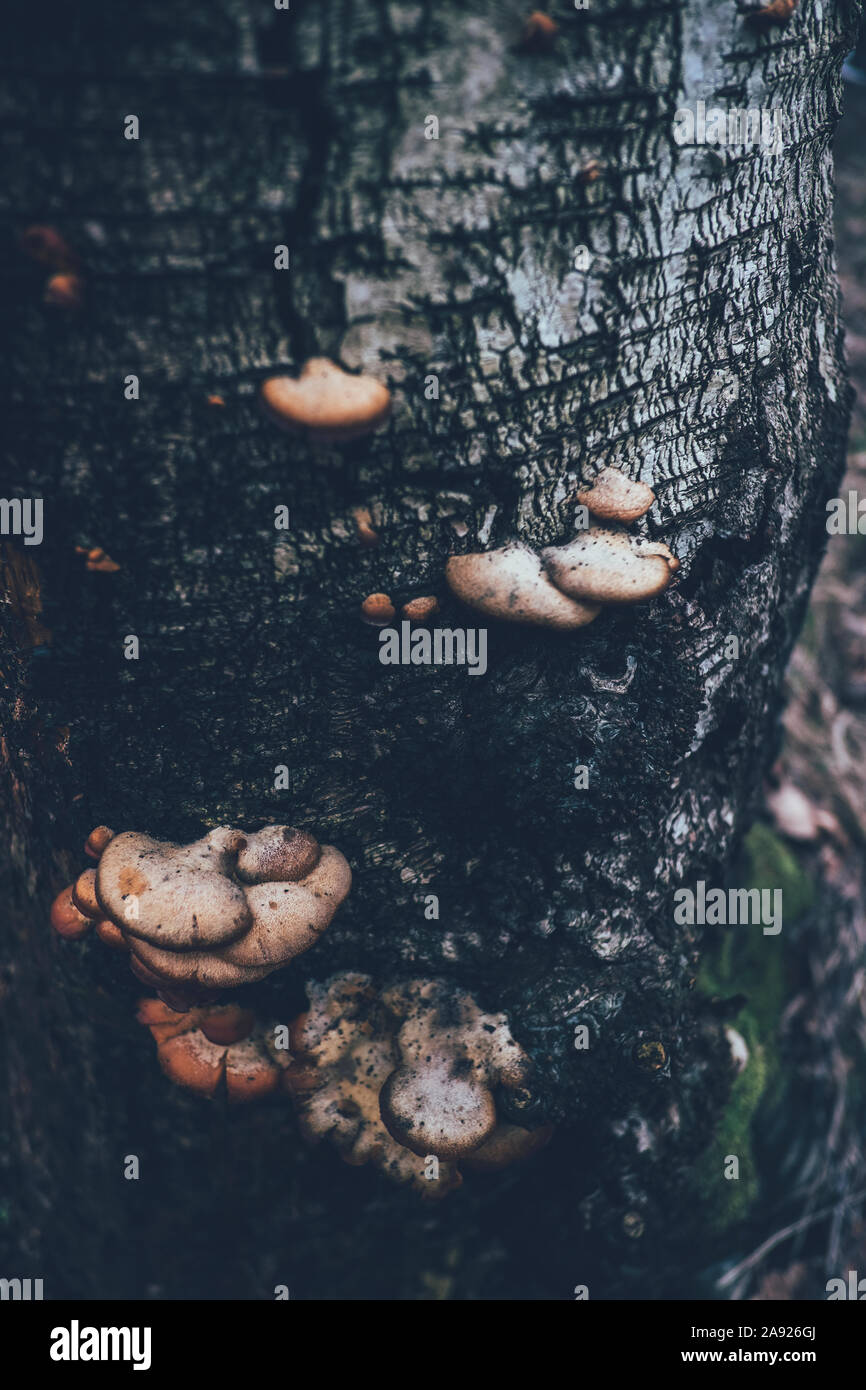 Image of fungi on tree hi-res stock photography and images - Alamy