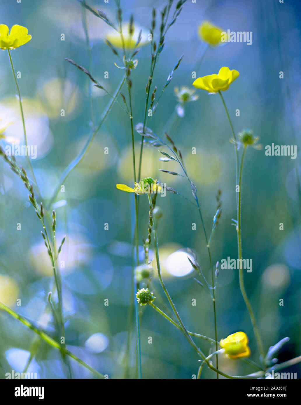Botany image hi-res stock photography and images - Alamy
