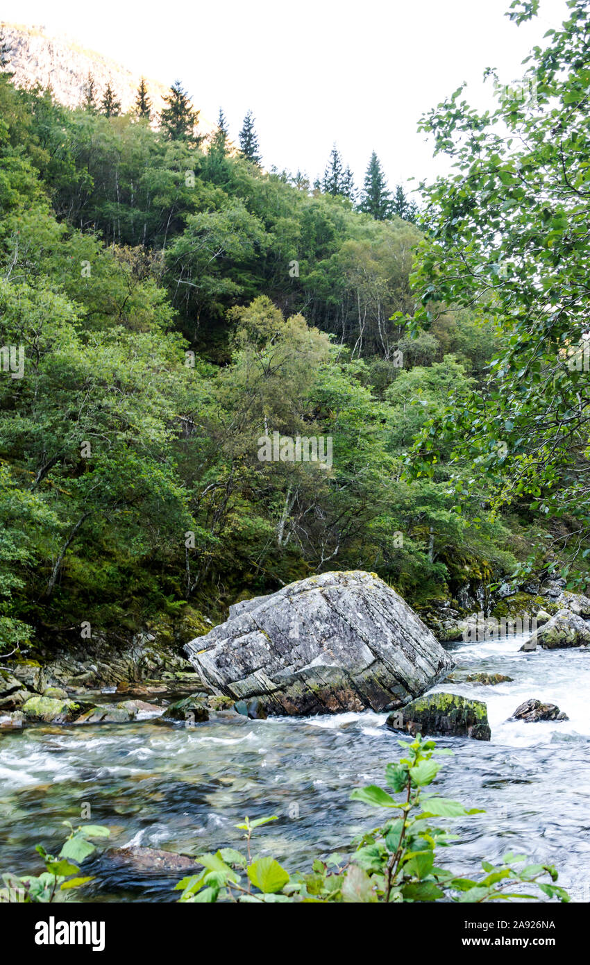 River in the forest surrounded by trees Stock Photo - Alamy