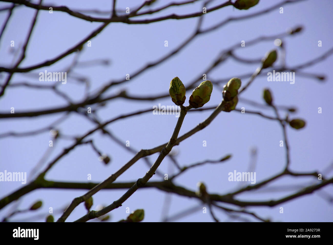 bizarre colored sky with new shoots of chestnut, backlit effects of ...
