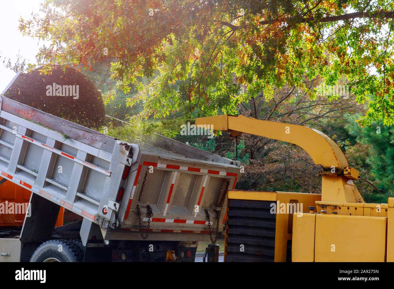 Wood chipper blowing tree branches cut a portable machine used for ...