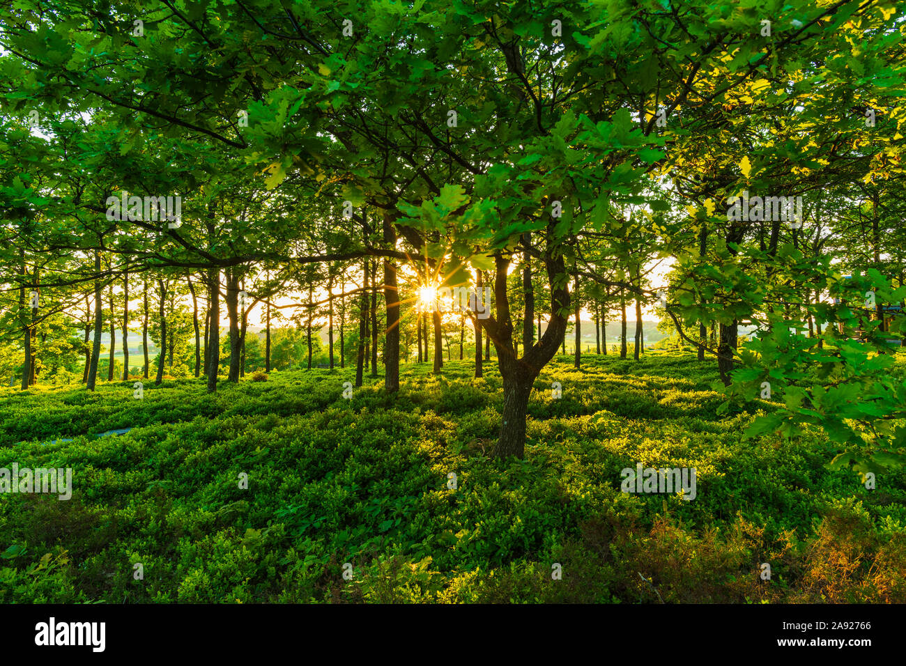 View of forest Stock Photo - Alamy