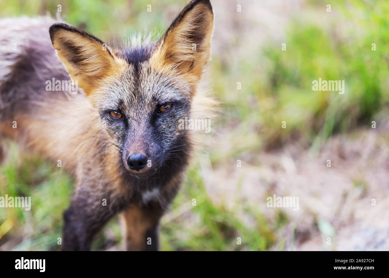 Arctic fox summer alaska hi-res stock photography and images - Alamy