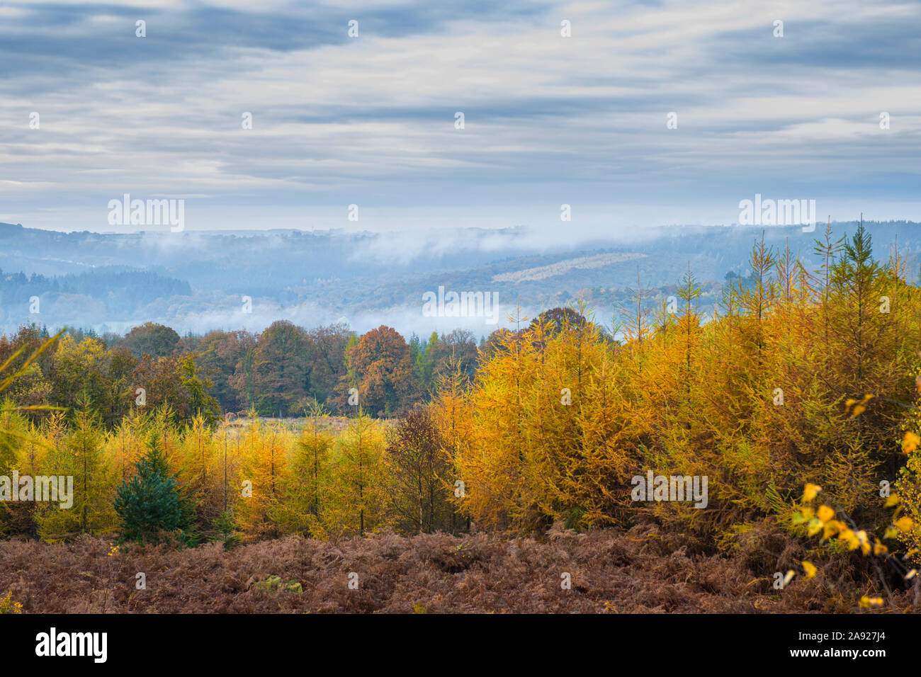 Autumn in the Forest of Dean, Gloucestershire, England Stock Photo - Alamy