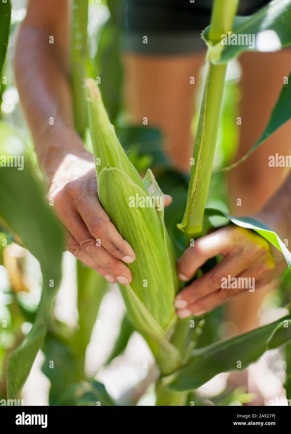 Mature woman with her corn hi-res stock photography and images - Alamy