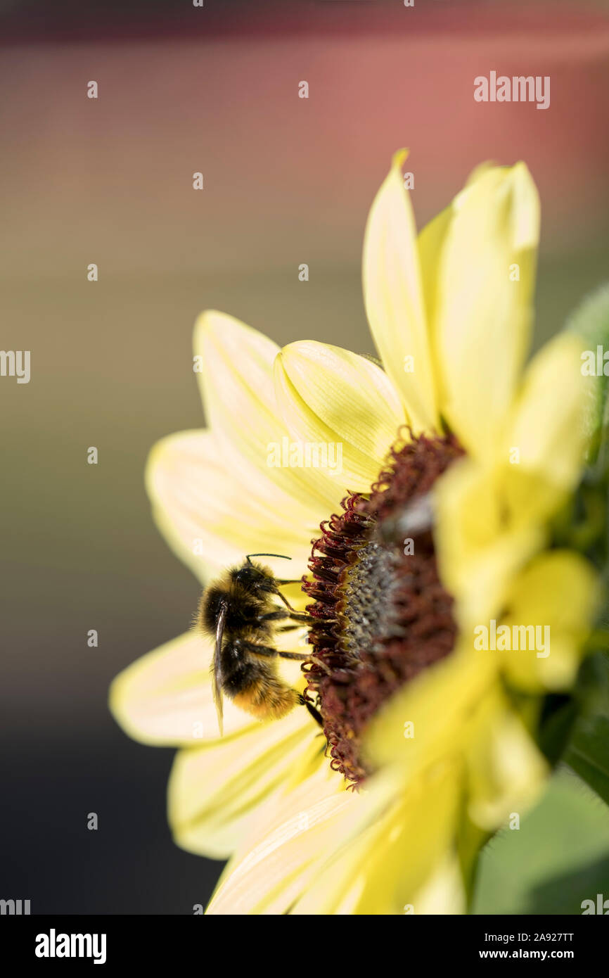 Bumble bee sunflower hi-res stock photography and images - Alamy