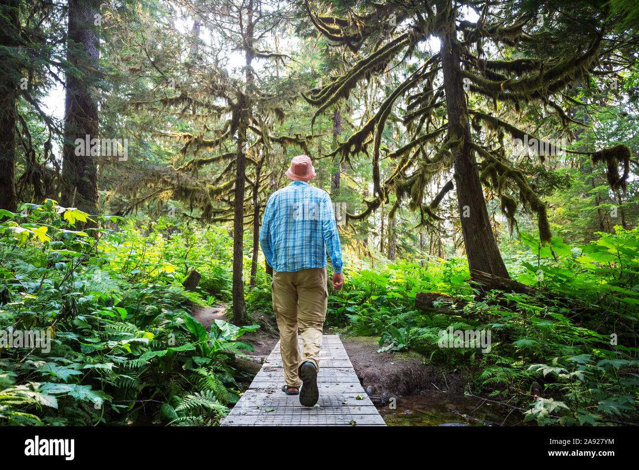 Hiking man in the forest Stock Photo - Alamy