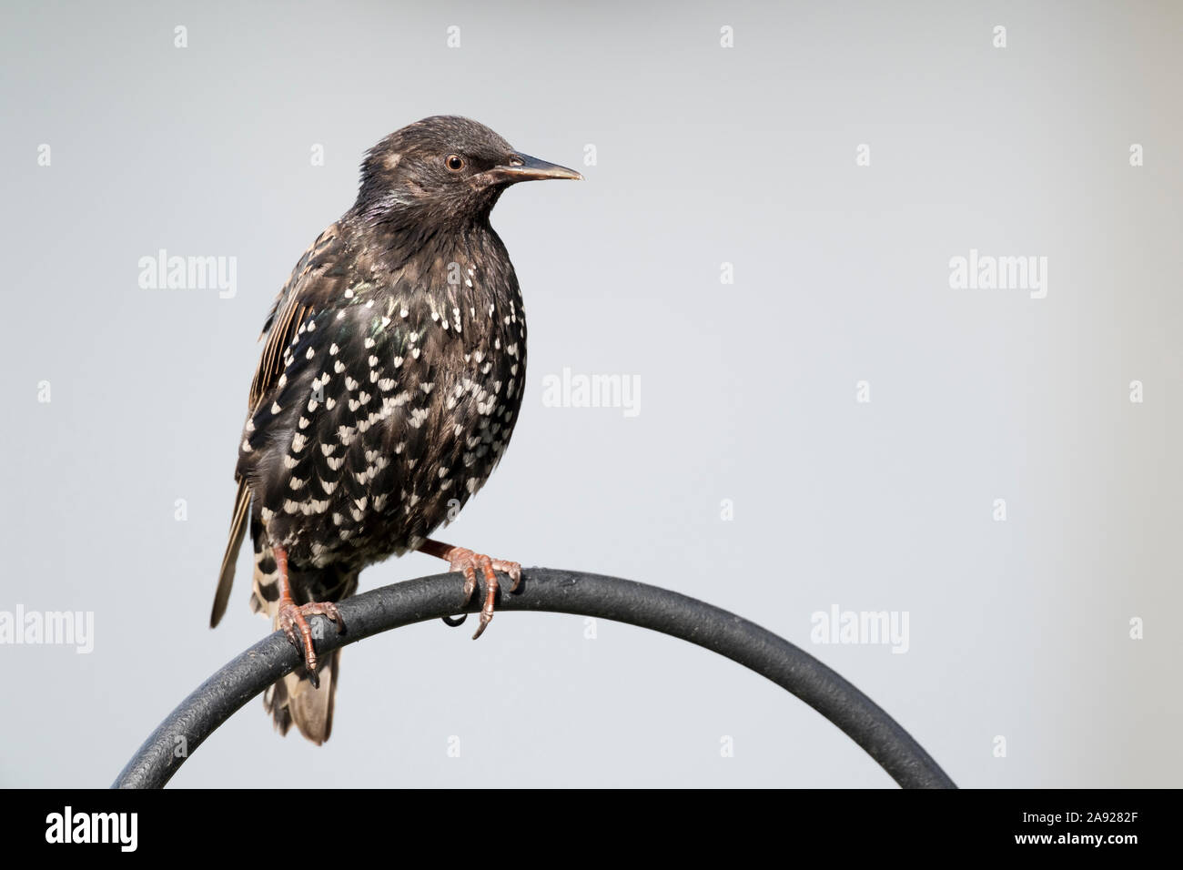 Young common starling hi-res stock photography and images - Alamy