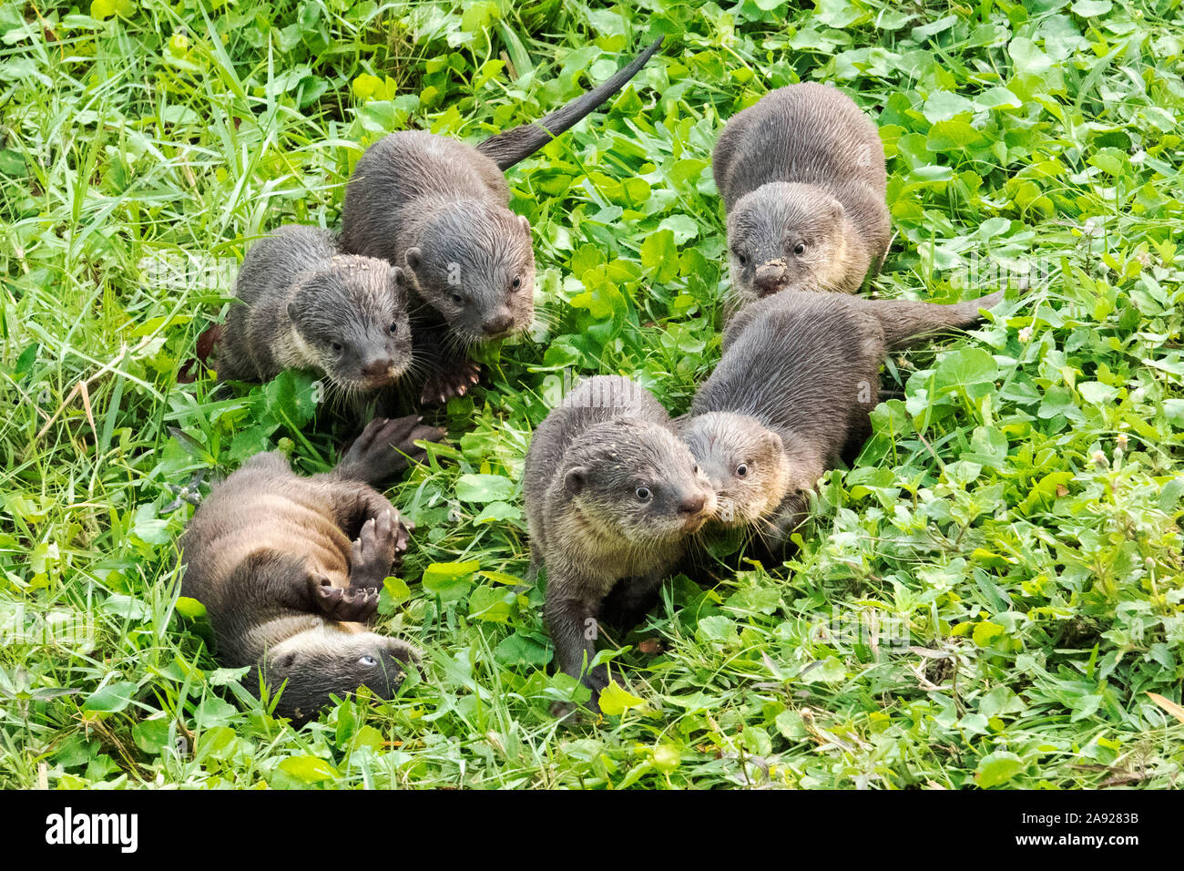 (191112) -- SINGAPORE, Nov. 12, 2019 (Xinhua) -- Six young smooth ...