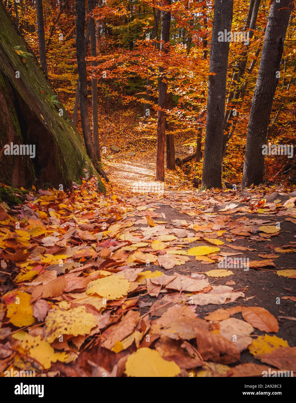 A hiking trail with colorful trees and leaves in Algonquin Park ...