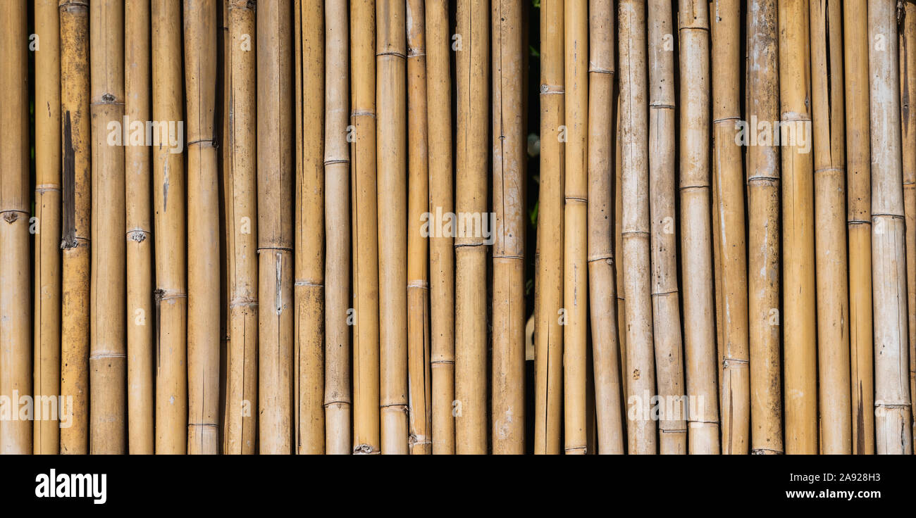 Dry bamboo fence texture or background. Eco natural background concept ...