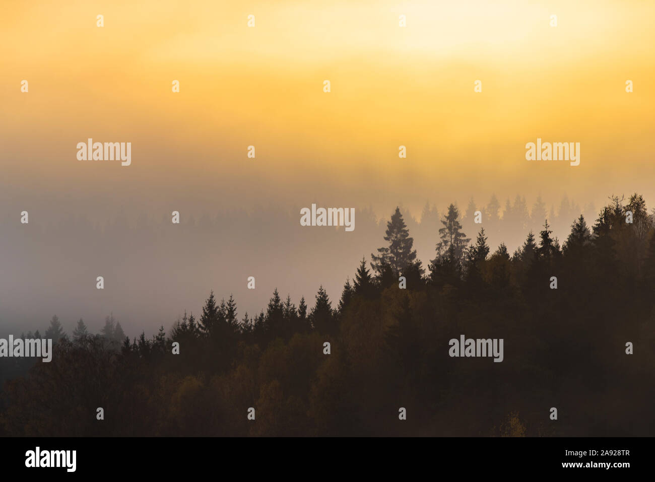 Atmospheric forest view hi-res stock photography and images - Alamy
