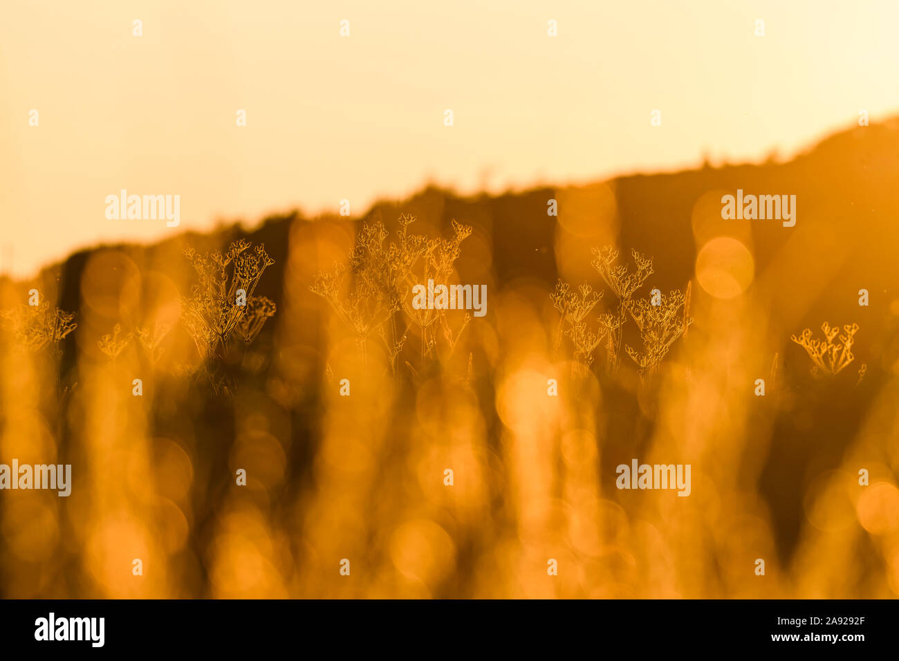 Plants at sunset Stock Photo - Alamy
