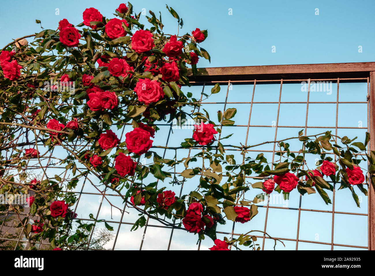 Climbing roses autumn hi-res stock photography and images - Alamy