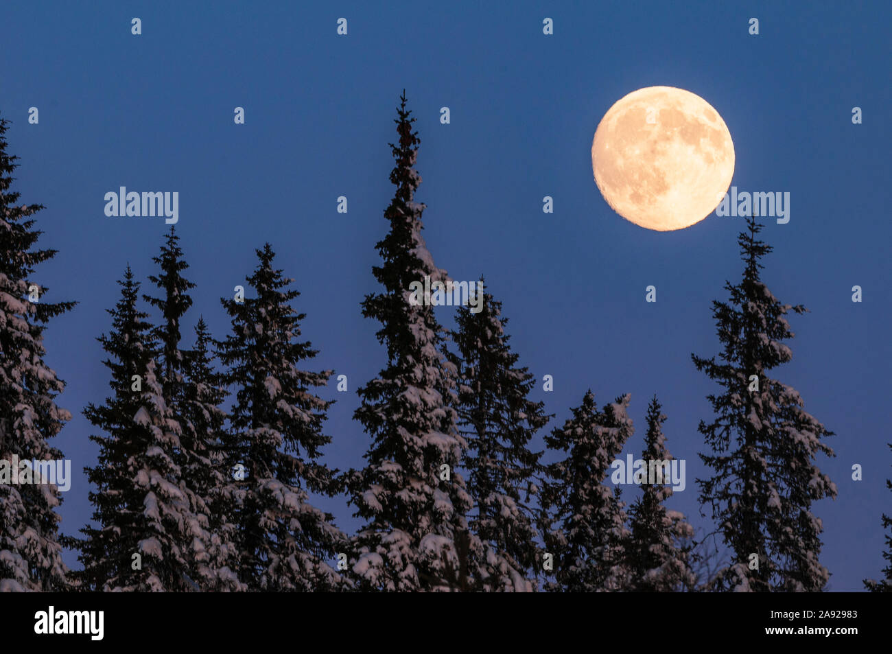 Full moon above trees Stock Photo - Alamy