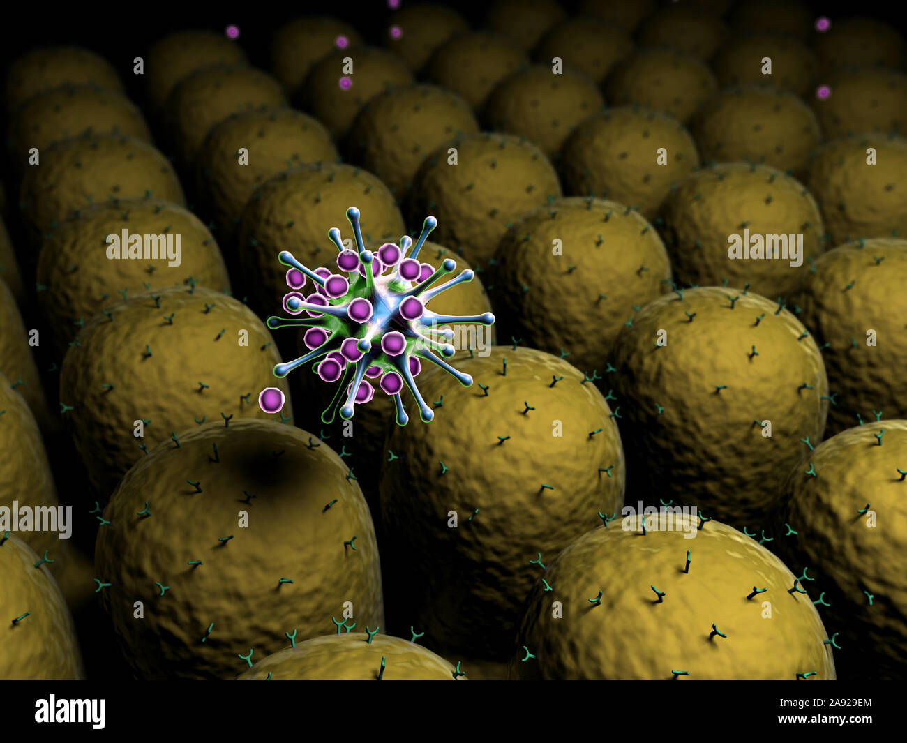 field of cells, field of cells with receptors, Human Immune System ...