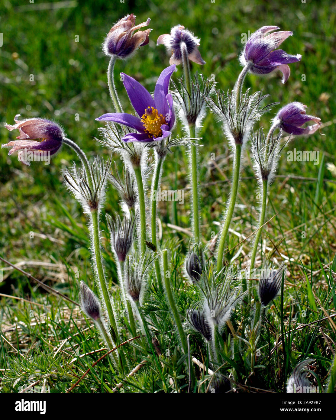 Pulsatilla vulgaris (pasque flower, pasqueflower, common pasque flower ...