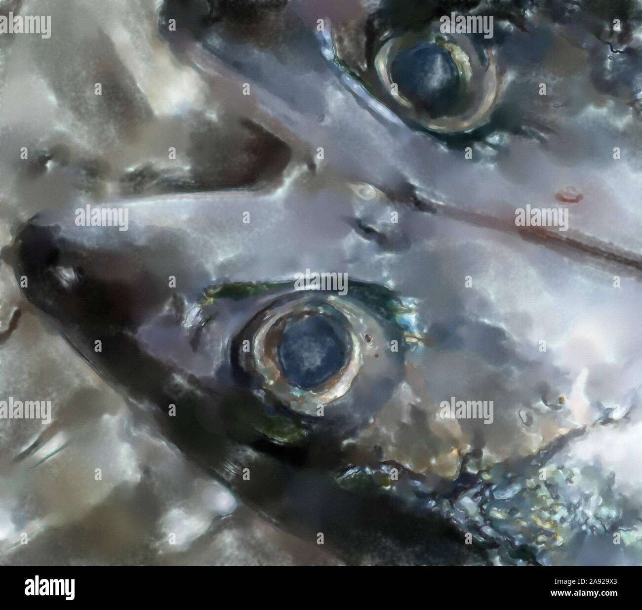 watercolor illustration: head and big eye of a dead fresh mackerel ...