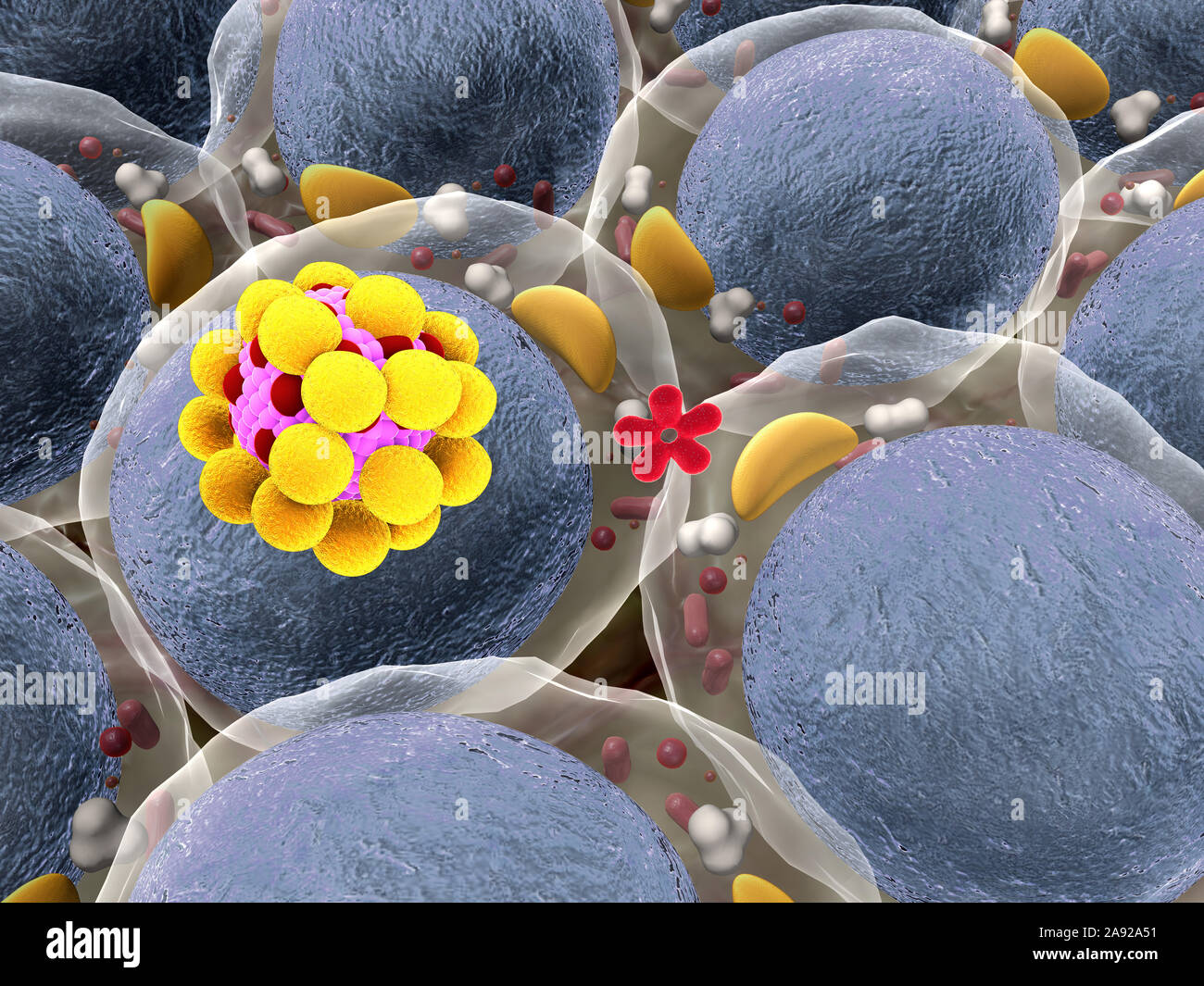 fat cells, subcutaneous fat, illustration of human leather anatomy ...