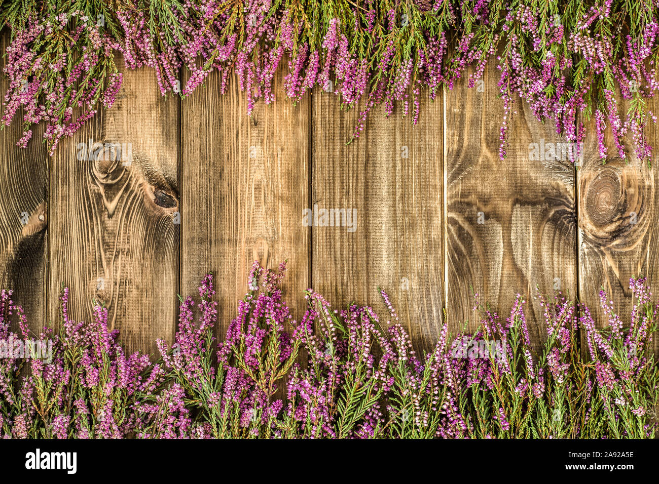 Heather flowers, autumn background, floral frame Stock Photo - Alamy