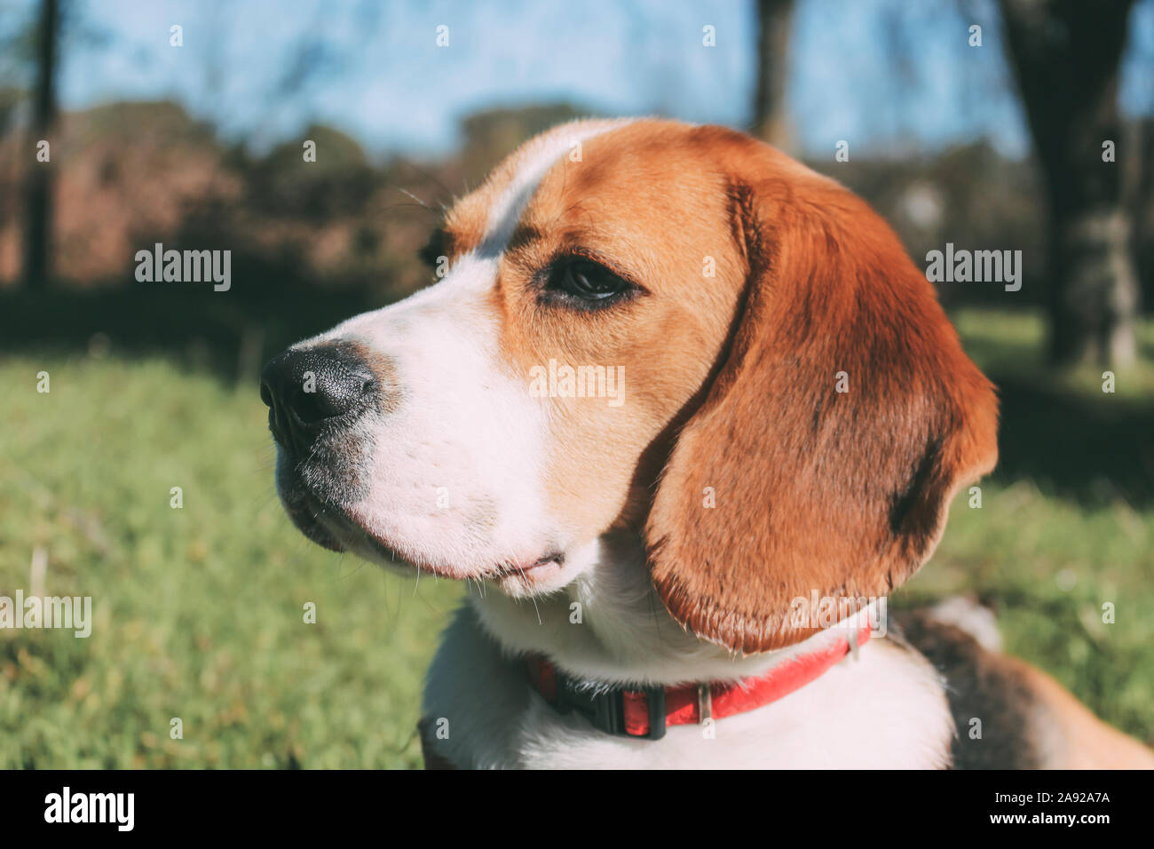 Dog relaxed on green grass hi-res stock photography and images - Alamy