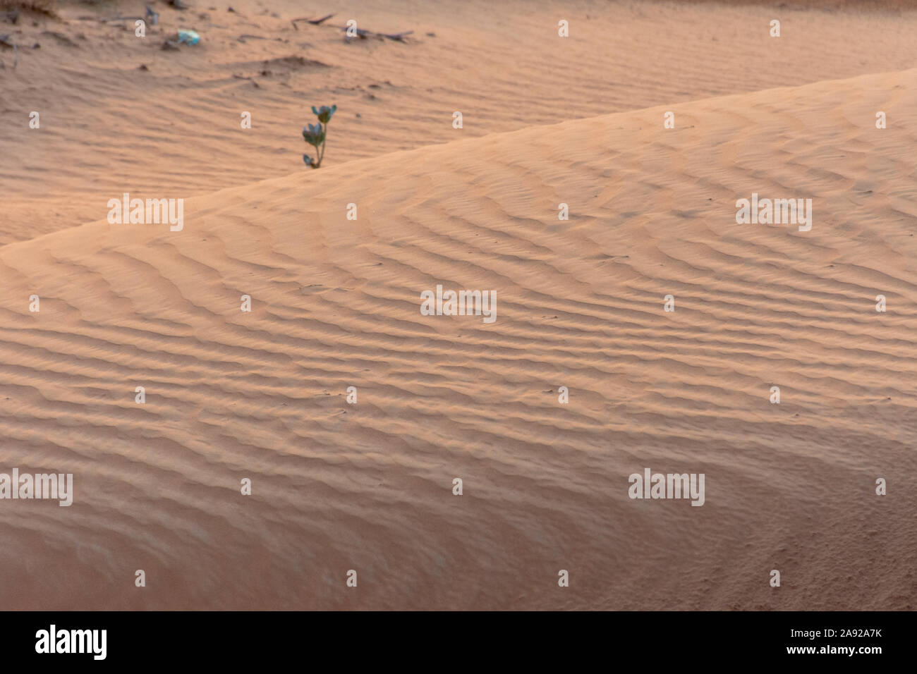 Desert at sunset brings out yellow colored sand and highlighted the ...