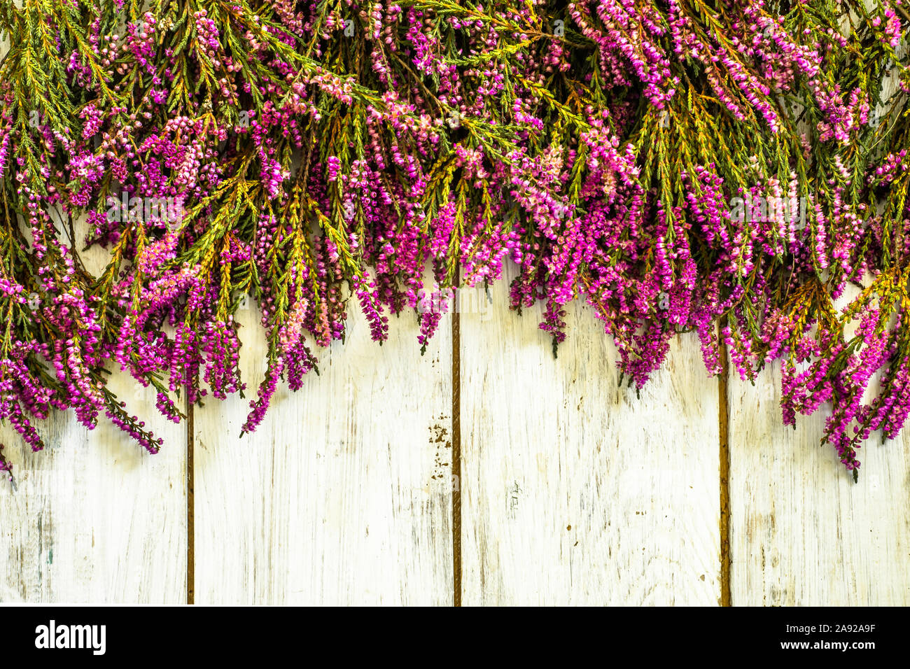 Heather flowers, autumn background, shabby chic frame Stock Photo - Alamy