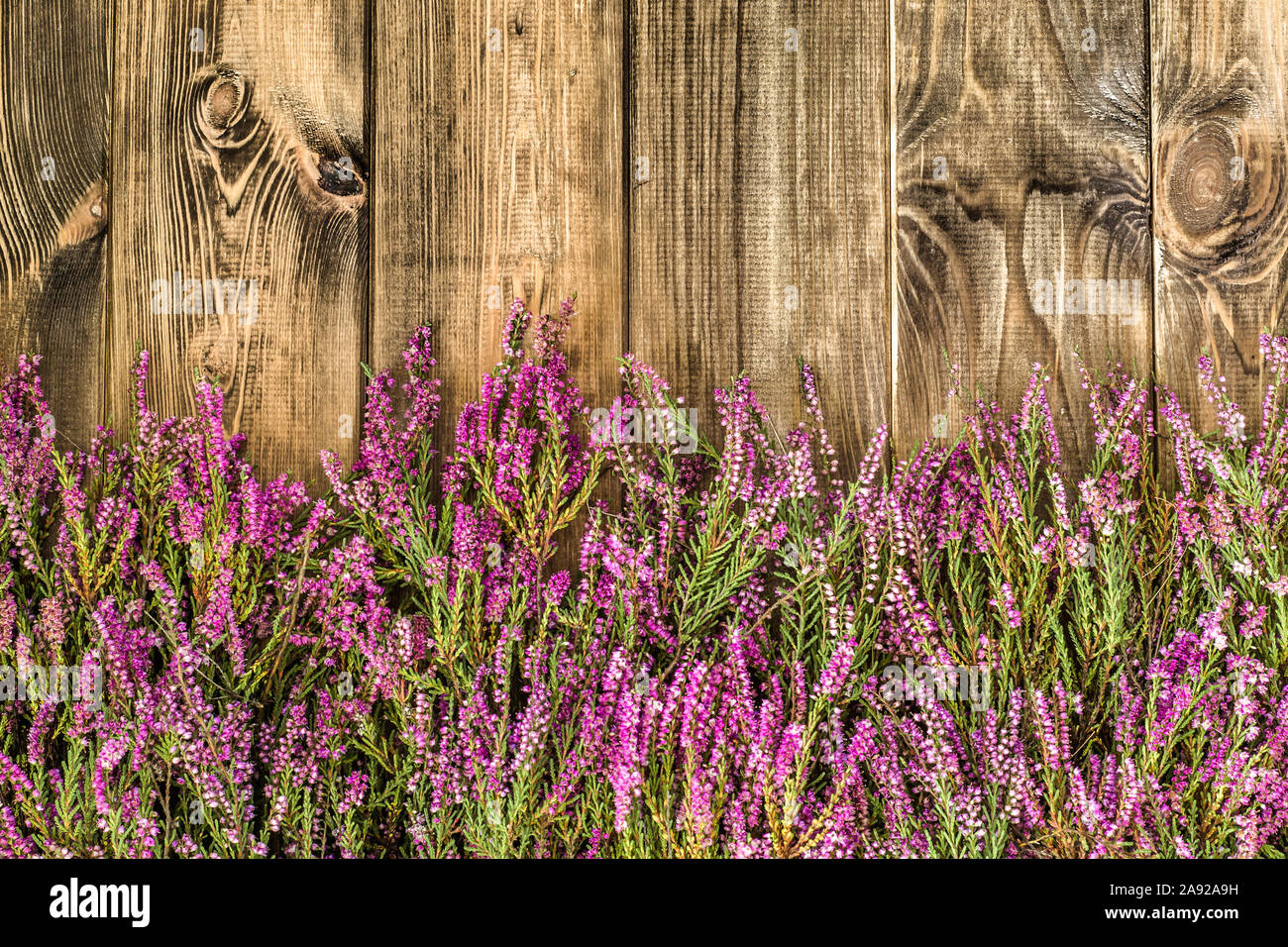 Heather flowers, autumn background, floral frame Stock Photo - Alamy