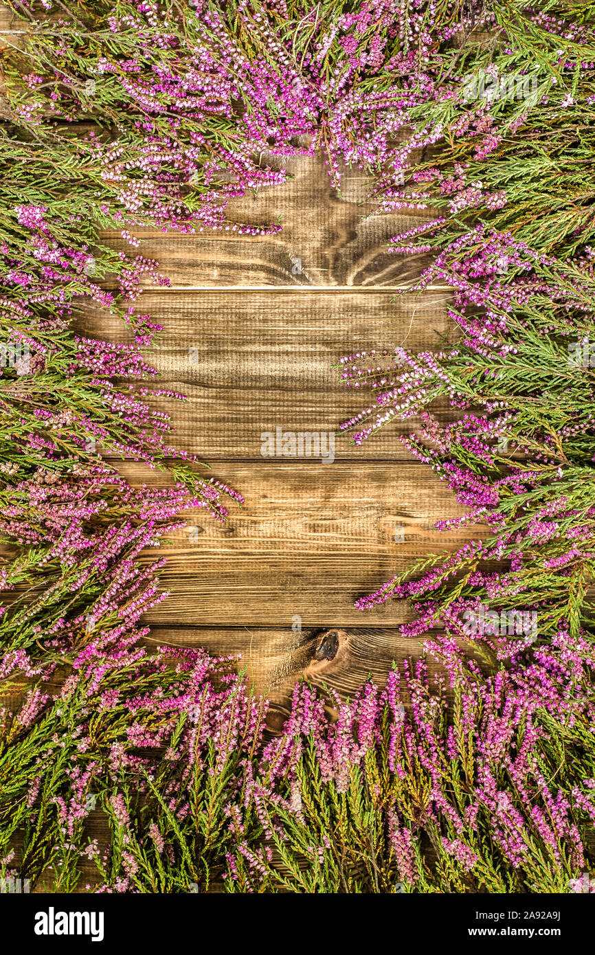 Heather flowers, autumn background, floral frame Stock Photo - Alamy