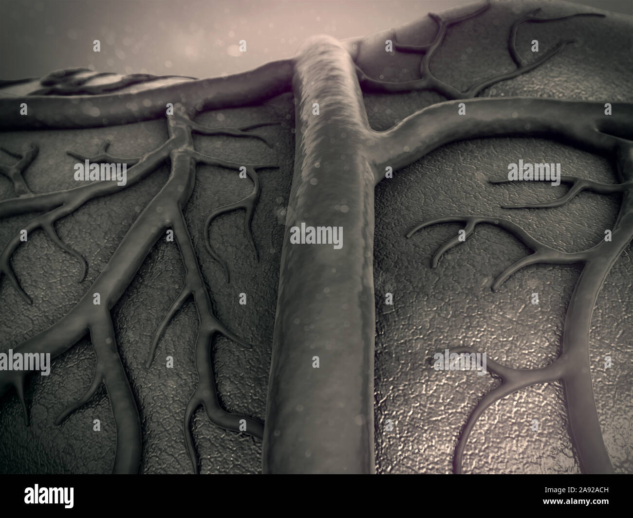 Capillary loop hi-res stock photography and images - Alamy