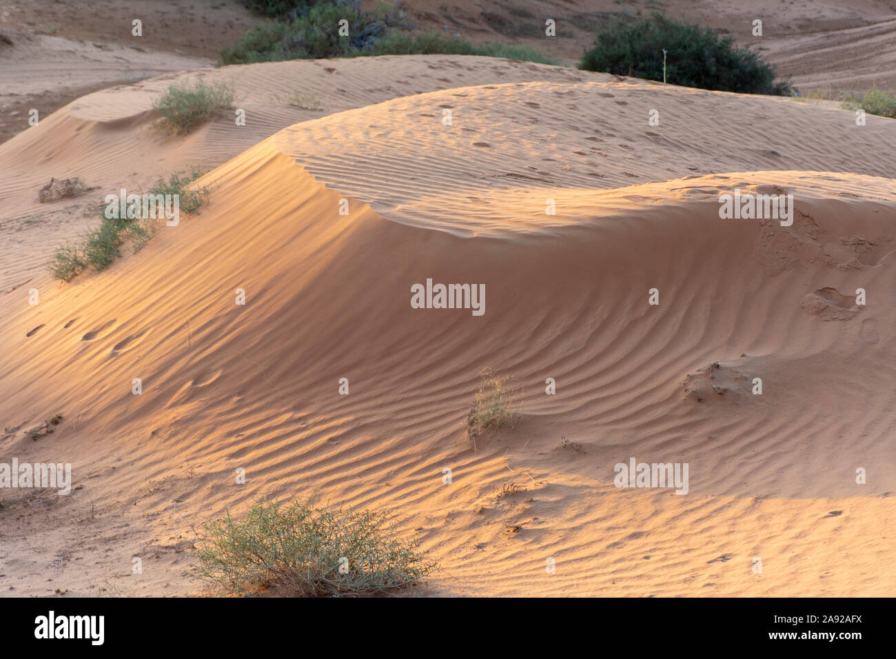 Desert at sunset brings out yellow colored sand and highlighted the ...