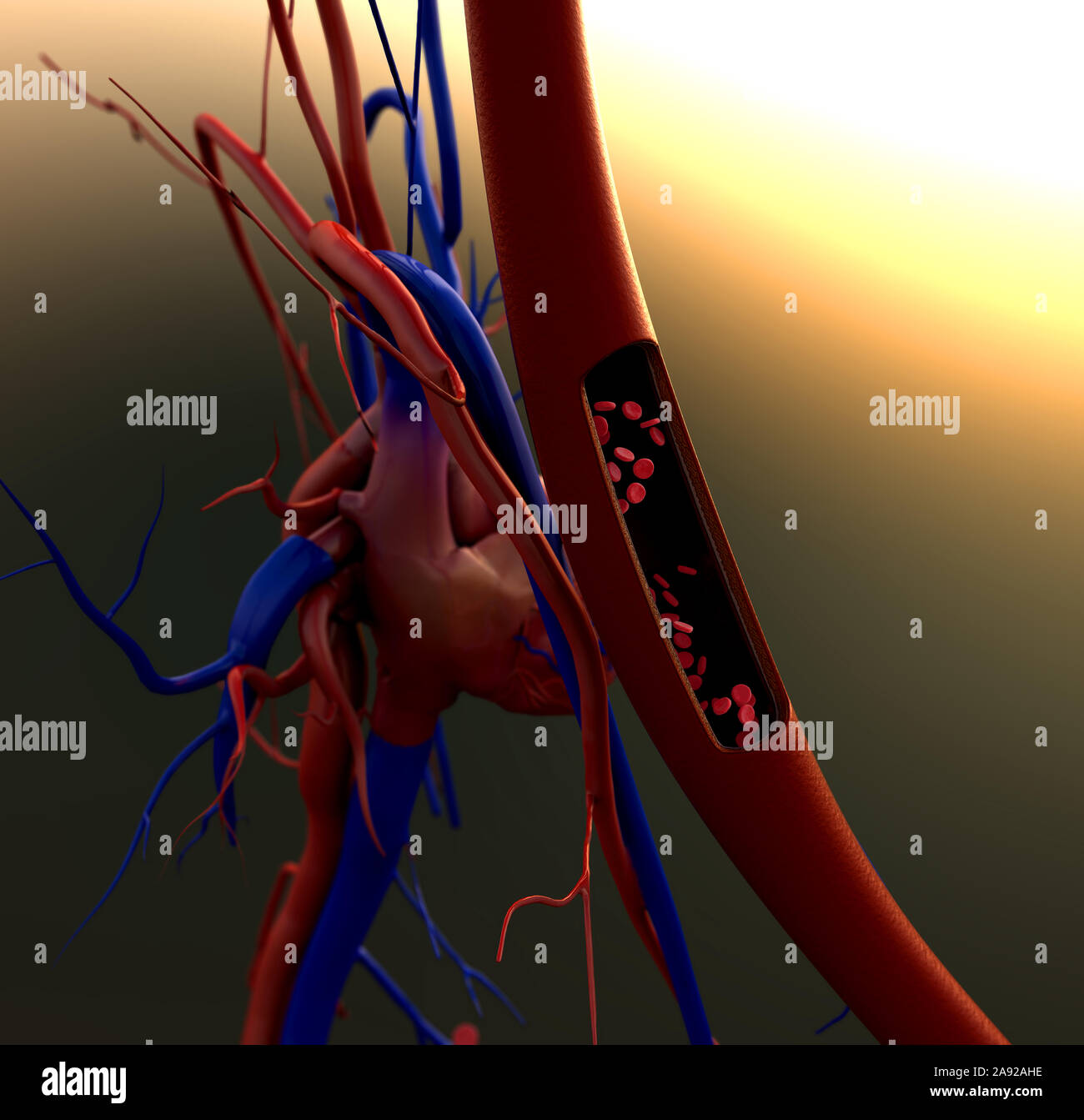 blood vessels, artery shown with a cut out section, High quality ...