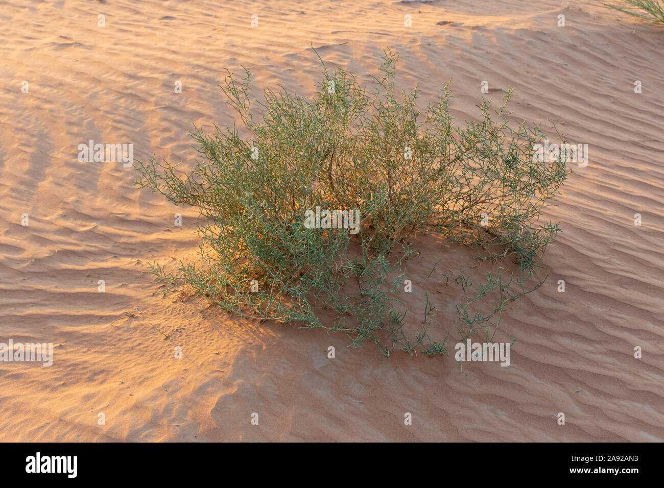 Desert at sunrise brings out bold glowing colored sand making a great ...