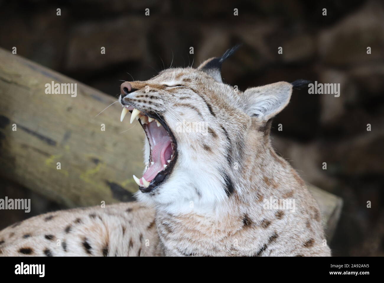 Male Carpathian Lynx, Dakota (Lynx lynx carpathicus Stock Photo - Alamy