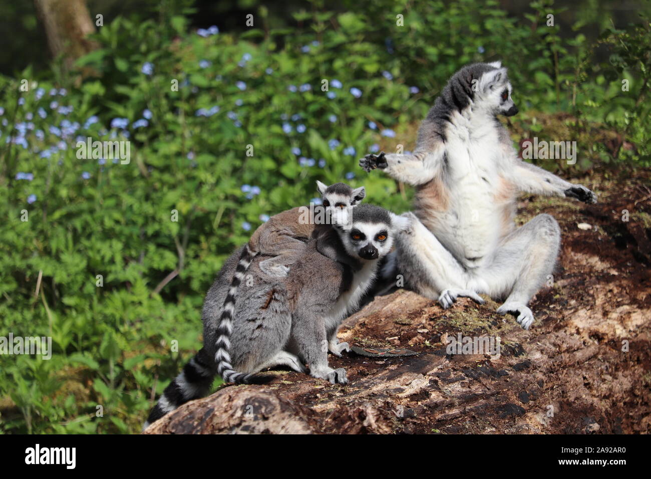 Ring-Tailed Lemurs (Lemur catta Stock Photo - Alamy
