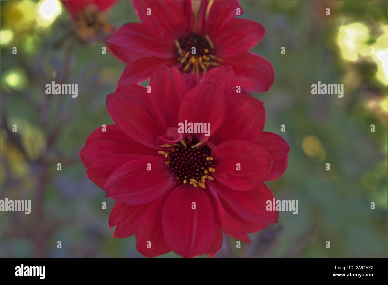 Garden red flower hi-res stock photography and images - Alamy