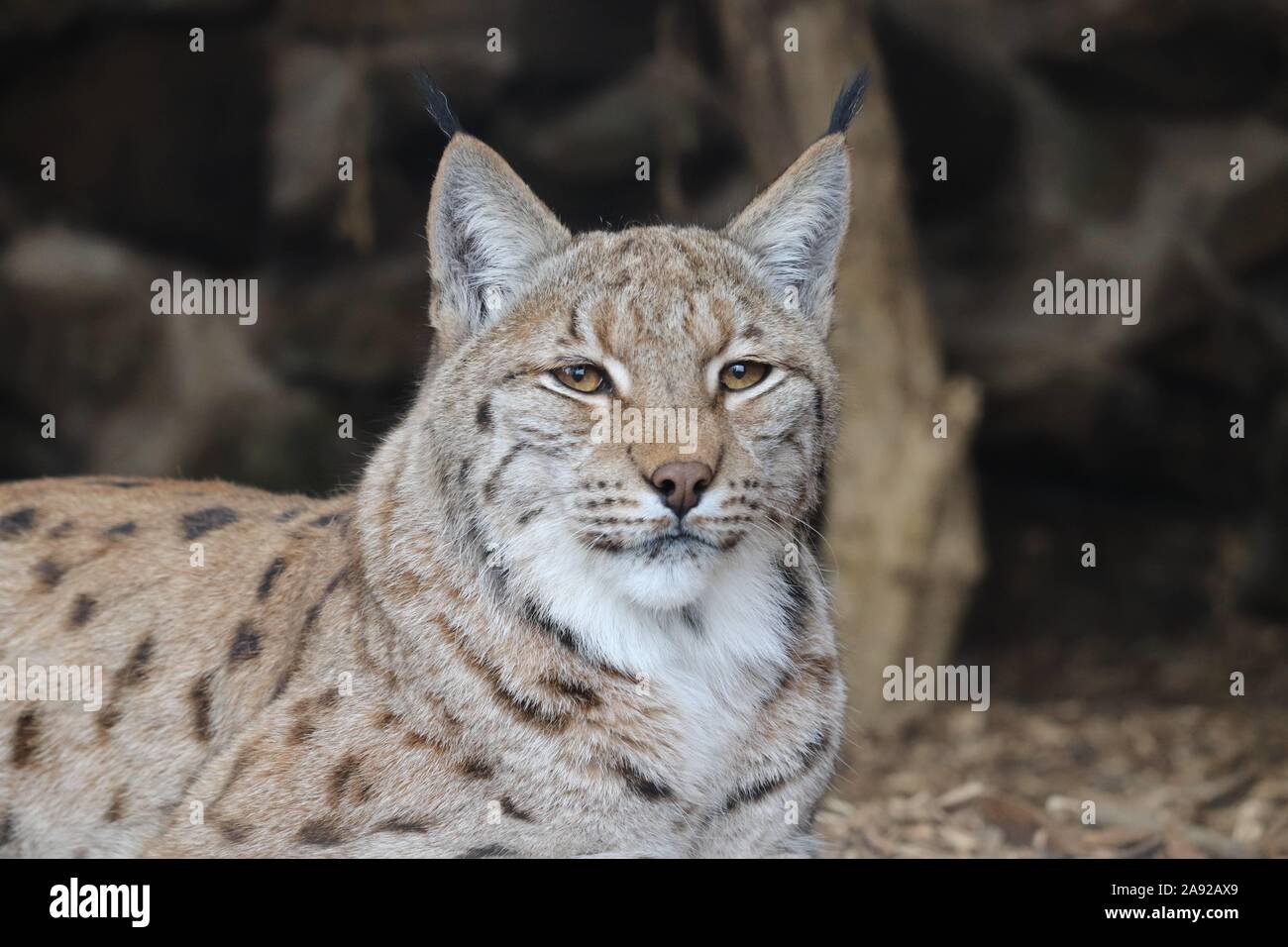 Male Carpathian Lynx, Dakota (Lynx lynx carpathicus Stock Photo - Alamy